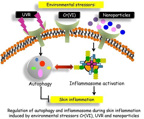 Ijms Free Full Text The Roles Of Autophagy And The Inflammasome