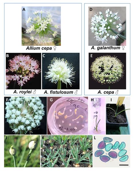 Obtaining Interspecific F 1 Hybrids In Allium Through In Vitro Culture