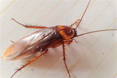 Dealing With Cockroaches Things That You Need To Know