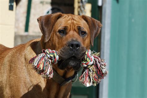 How To Correct Dog Behavior Doggie Joy