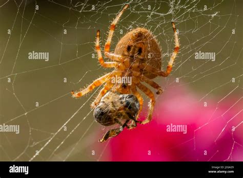 Usa Colorado Jefferson County Orb Weaver Spider With Prey Credit As