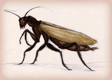 Cockroach Mantis Jptnw Novum Terram Wiki Fandom