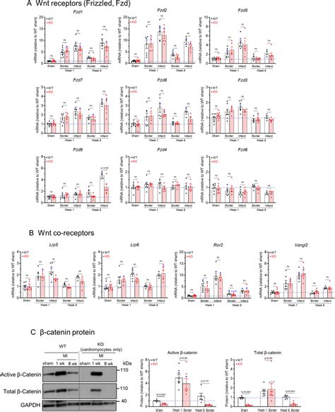 Upregulation Of Wnt Receptors And Co Receptors In Myocardial Tissues