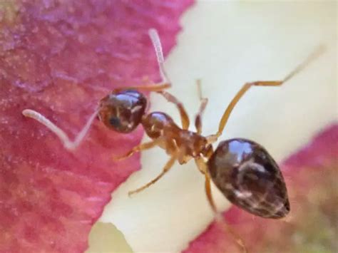 How To Get Rid Of Ants In Georgia Pest Control Tips And Advice