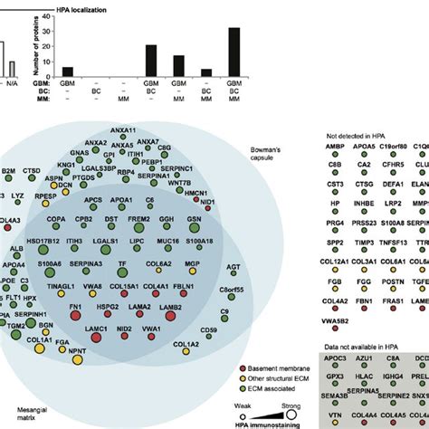 Localization Of Glomerular Ecm Proteins In The Hpa Database A The