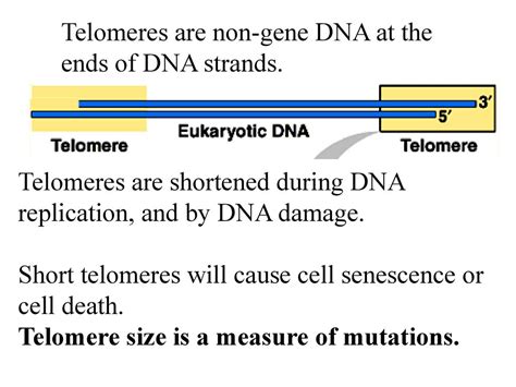 Dna Replication Animation Ppt Download