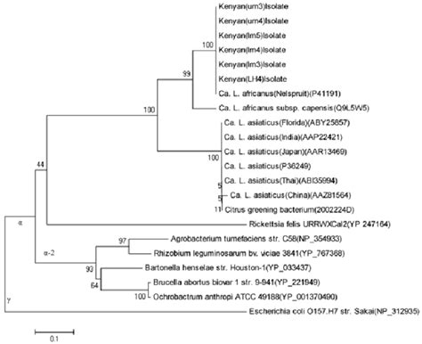 minimum evolution phylogenetic tree constructed from alignment of download scientific diagram