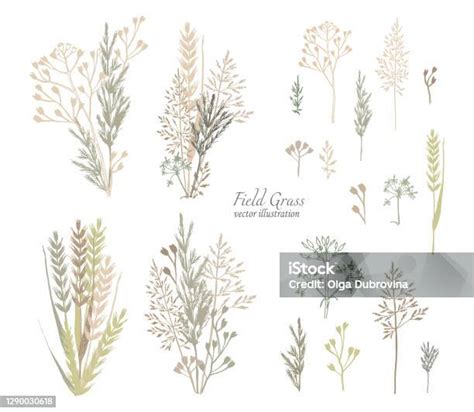 Différents Types Dherbes De Champ Ensemble Vectoriel Déléments Pour