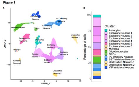 Functional Diversities Within Neurons And Astrocytes In The Adult Rat