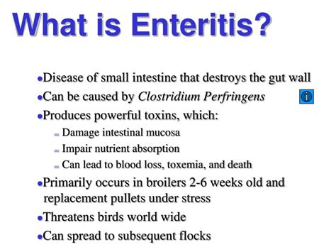 Ppt Enteritis In Poultry Powerpoint Presentation Free Download Id