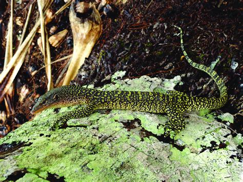 The Holotype Zmut Sa197 Of Varanus Louisiadensis Sp Nov On Misima