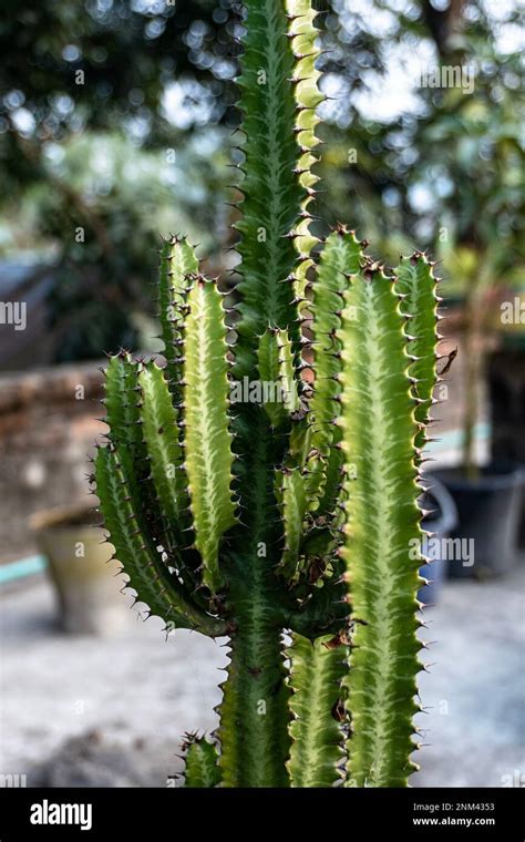 Euphorbia Aggregata Cactus From South Africa Closeup Image Of