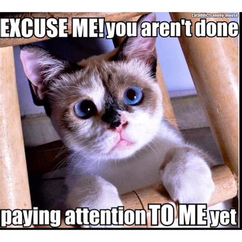 Funny Cat Meme Excuse Me You Arent Done Paying Attention To Me Yet