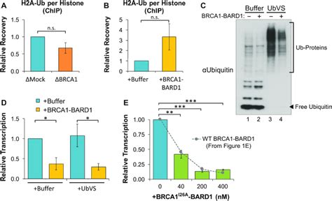 Brca1 Bard1 Regulates Transcription Through Brd4 In Xenopus