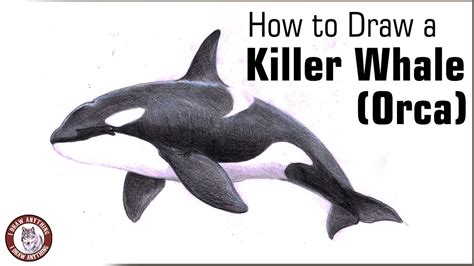 How To Draw A Killer Whale Orca Colored Pencil Drawing Youtube