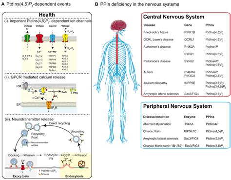 Recent Advances In Understanding Phosphoinositide F1000research