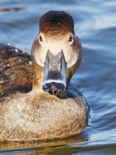 Redhead Duck Female Stock Image Image Of Americana Aythya 87486535