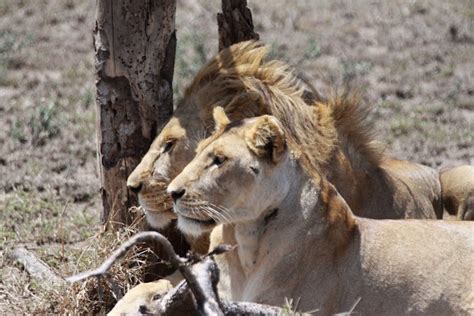 Wildlife Photos Lions Have Sex Wildlife Photos From Abeslaimdos Gallery