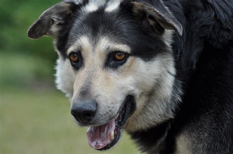 무료 이미지 착한 애 시각 주둥이 행복 척골가 있는 일으키다 개의 스페이서 시베리안 허스키 알래스카