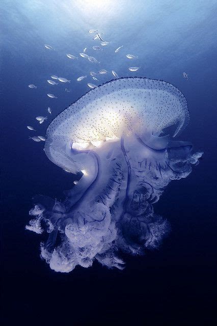 Images About Jellyfish On Pinterest The Jellies Deep Sea And