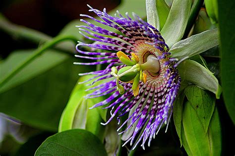 Most Exotic Flowers