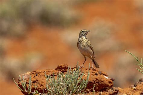 Australasian Pipit In New Zealand Stock Photo At Vecteezy
