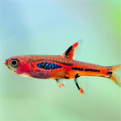 Phoenix Rasbora