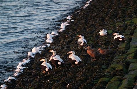 Common Eiders Resting On A Stock Image Image Of Mollissima 300995679