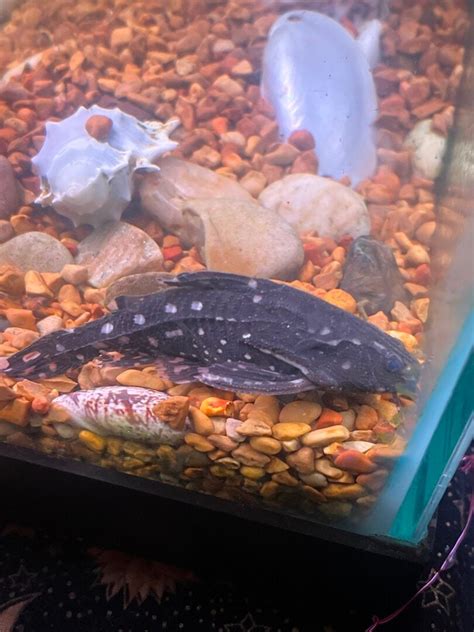 Sick Spotted Raphael Catfish Please Help Diseases Aquarium Co Op