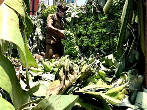 Farmers In Ups Lakhimpur Kheri Shifting To Banana Cultivation From