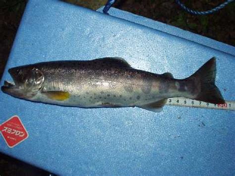 大アマゴ写真館 四国渓師会2005 四国の渓流釣りモバイル