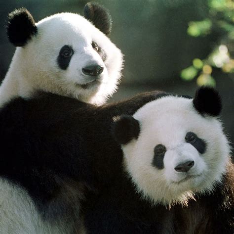 Ping Ping And Fu Shuang Pingshuangsol Posts X