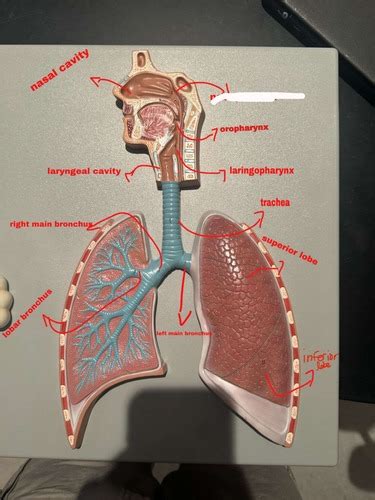 Anatomy Respiratory Flashcards Quizlet