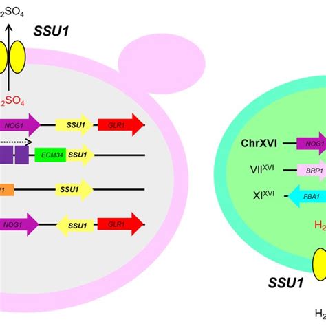 Schematic View Of Chromosomal Rearrangements Identified In
