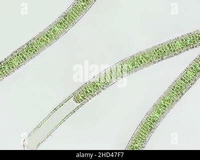 Oscillatoria Light Microscope View Of Cyanobacteria Stock Photo Alamy
