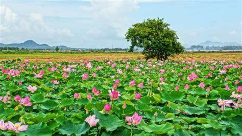 Vietnam Travel Mekong Delta Lotus Pond Stock Image Image Of Botany
