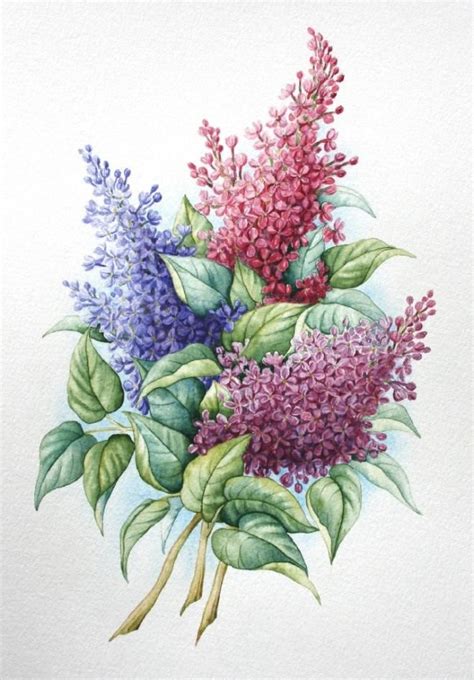 Фото - Iris74 - Ева.Ру | Цветочное искусство, Иллюстрации цветок, Сирень