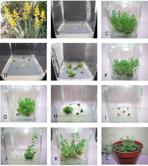 Direct Plant Regeneration From In Vitro Derived Leaf Explants Of H