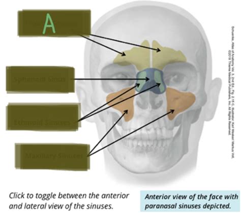 ANAT 100 Respiratory Module 9 Flashcards Quizlet