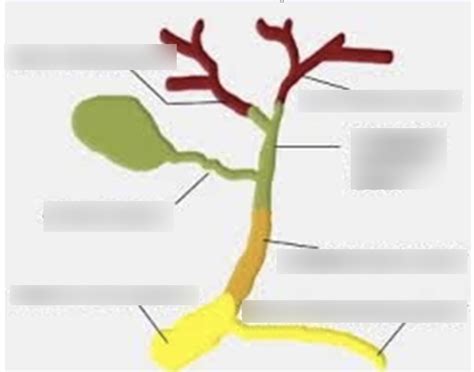 Hepatic Duct Diagram Diagram Quizlet