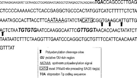Figure 2 From Heterogeneity In Polyadenylation Cleavage Sites In Mammalian Mrna Sequences
