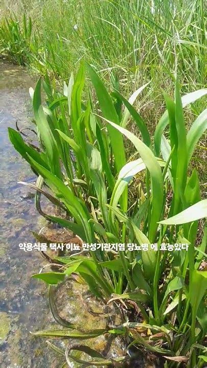 약용식물 택사 습지에서 자생 Youtube