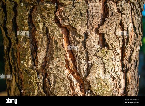 A Close Up Unveils The Intricate Texture And Details Of A Tree Trunk Showcasing The Organic
