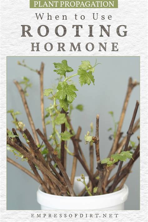 When To Use Rooting Hormone For Plant Propagation