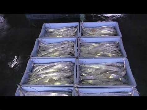 トロール船底引き網漁でタチウオ連日大漁今年は太刀魚の当たり年あちこちの漁港で釣れていますすべて指3本サイズ10月5日月曜日和歌山県