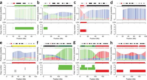 Genome Wide CNV And LOH Detection In Single Cells In Each Panel From Download Scientific