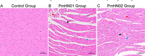 Figure 1 From Activation Of Myd88 Dependent Tlr Signaling Modulates
