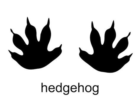 Vecteur Dessin Animé Hérisson Empreinte Raton Laveur Piste Hedgehog étapes Silhouette Dencre