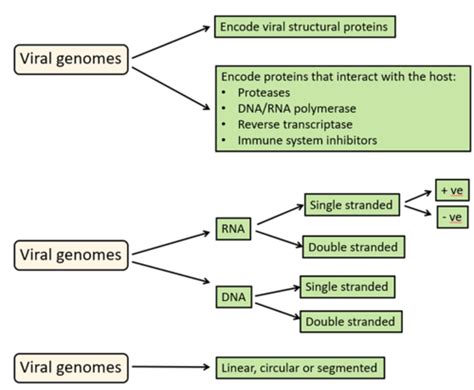 Infectious Diseases And Agents Flashcards Quizlet