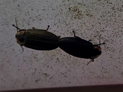 Butt To Butt Beetles Rwhatisthisbug